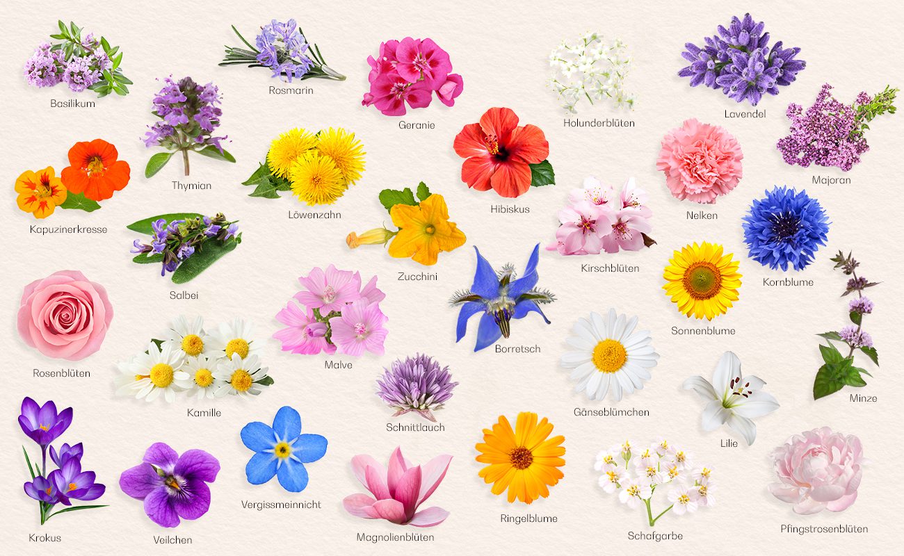 Essbare Blüten | Klarstein